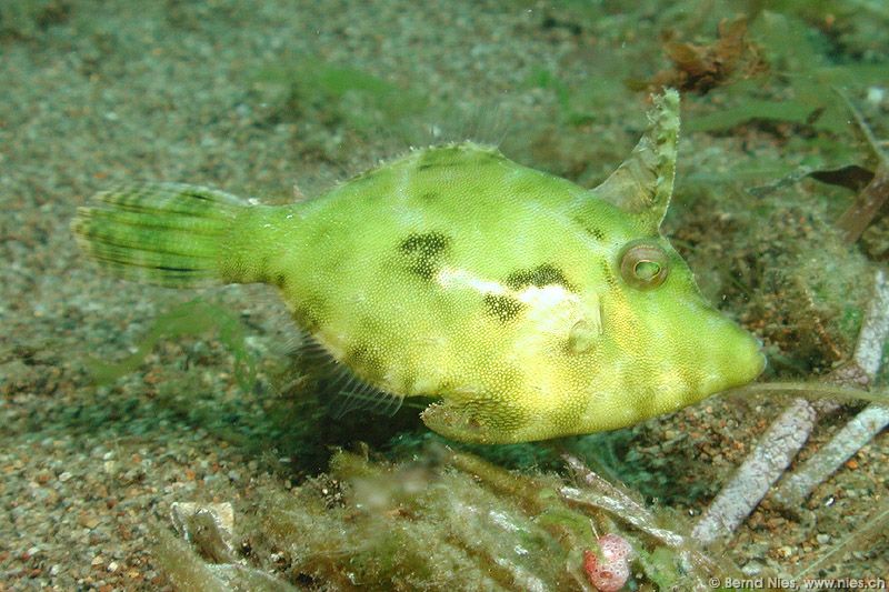 Filefish / Negros, Philippines / Saltwater Diving / Photos | Nies.ch